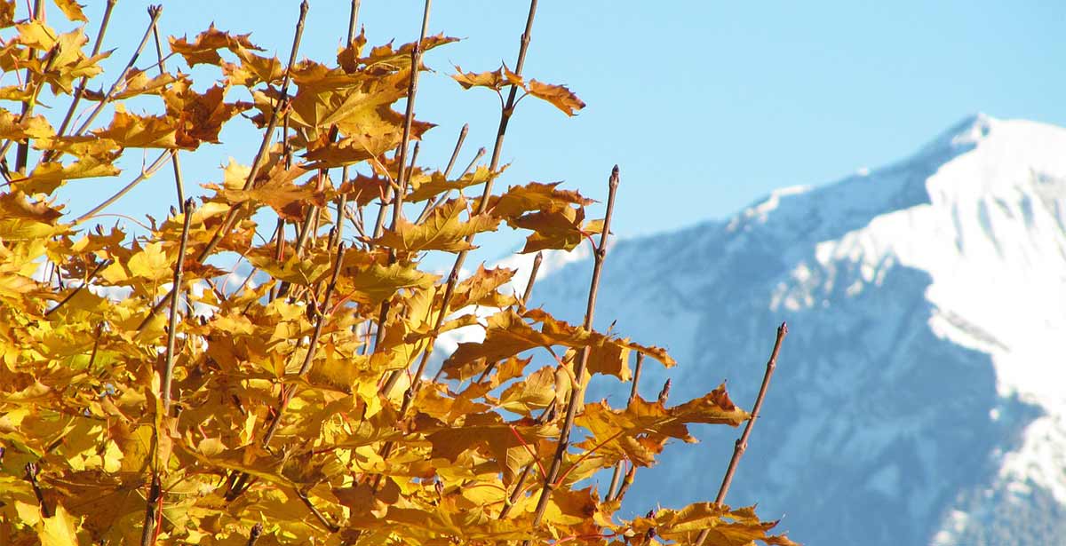 Maple Symbolism Information And Planting Instructions Maple Symbolism Information And Planting Instructions