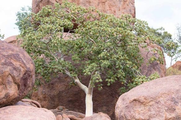 Popular trees you can grow with a Bios Urn® in South Africa - Bios Urn