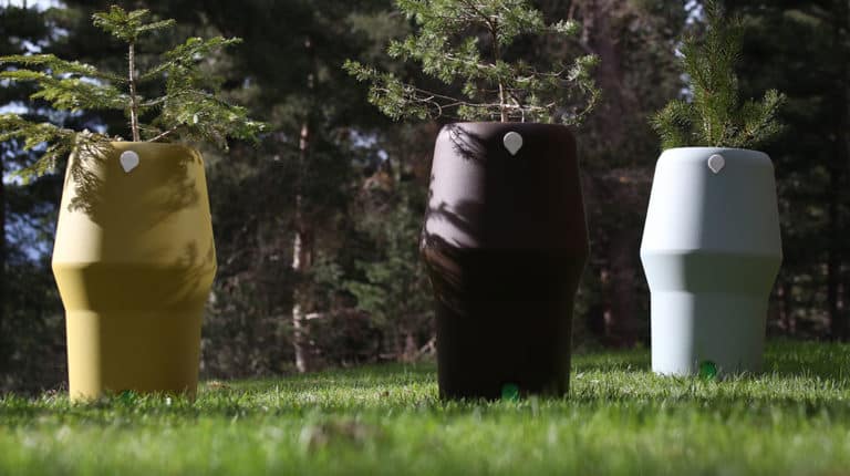 Indoor tree options you can grow using a Bios Urn biodegradable urn