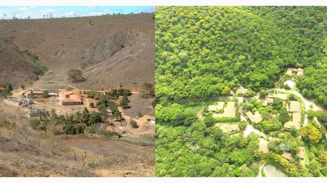Can Humans Bring A Forest Back To Life? - Bios Urn