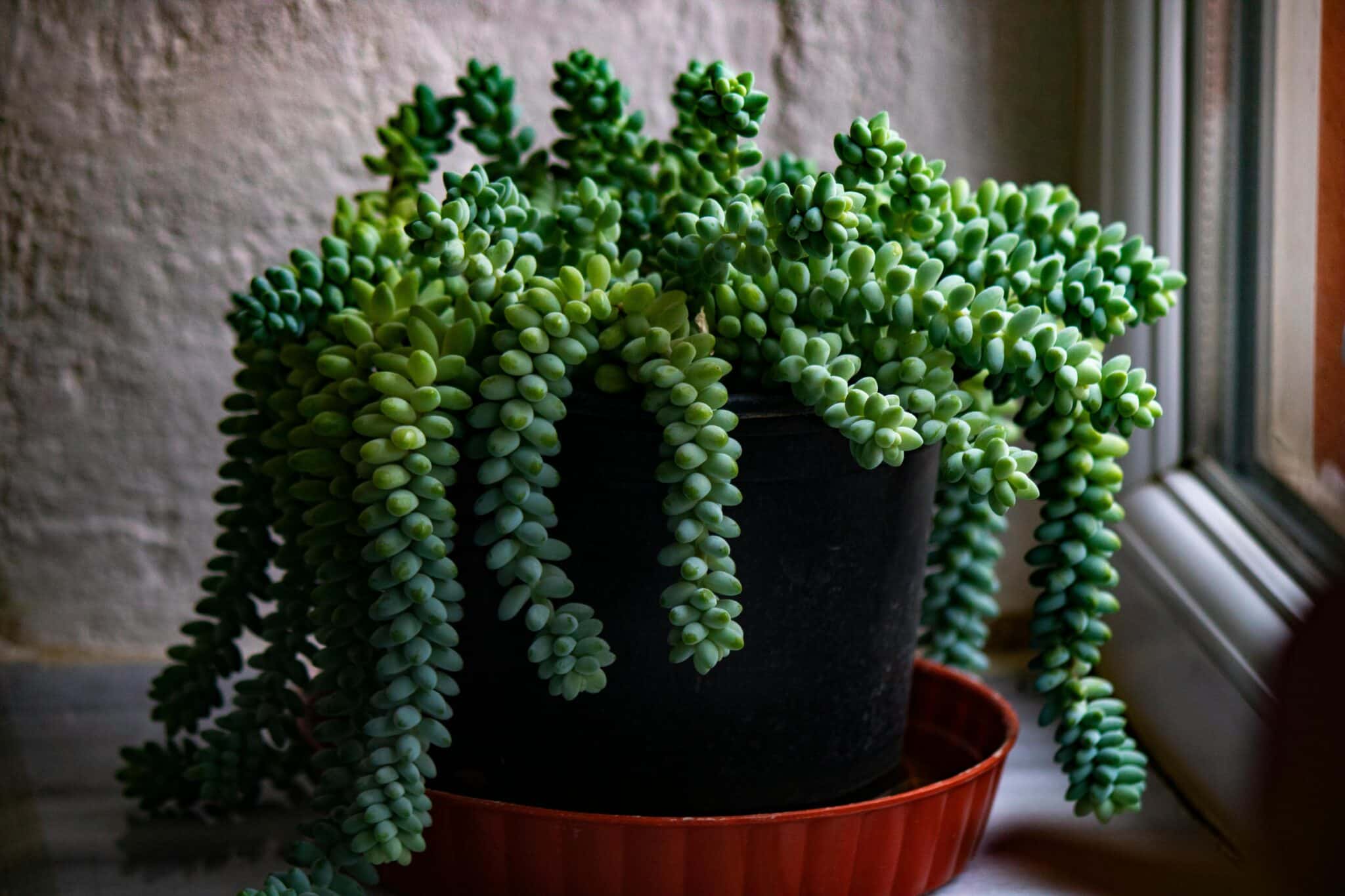Long-lasting Houseplants That Last For Years - Bios Urn