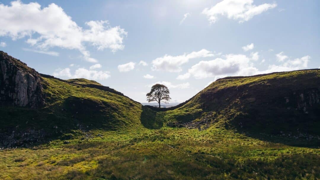 Saving the Sycamore Gap Tree through Science and Hope - Bios Urn