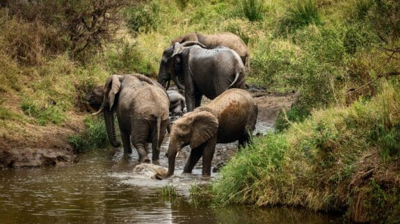 How Animals Help Humans and Protect the Planet - Bios Urn Blog
