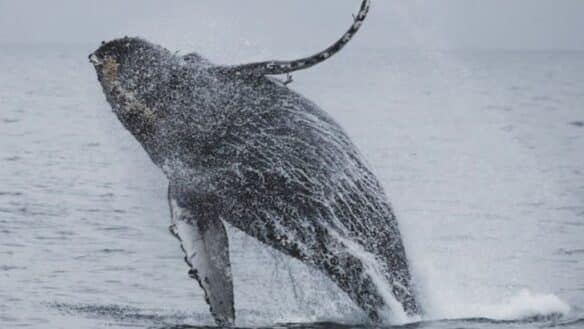 How Animals Help Humans and Protect the Planet - Bios Urn Blog