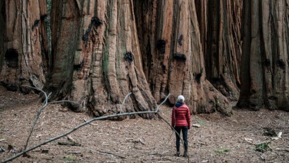 The World's Oldest Living Trees: Giants of Time - Bios Urn Blog