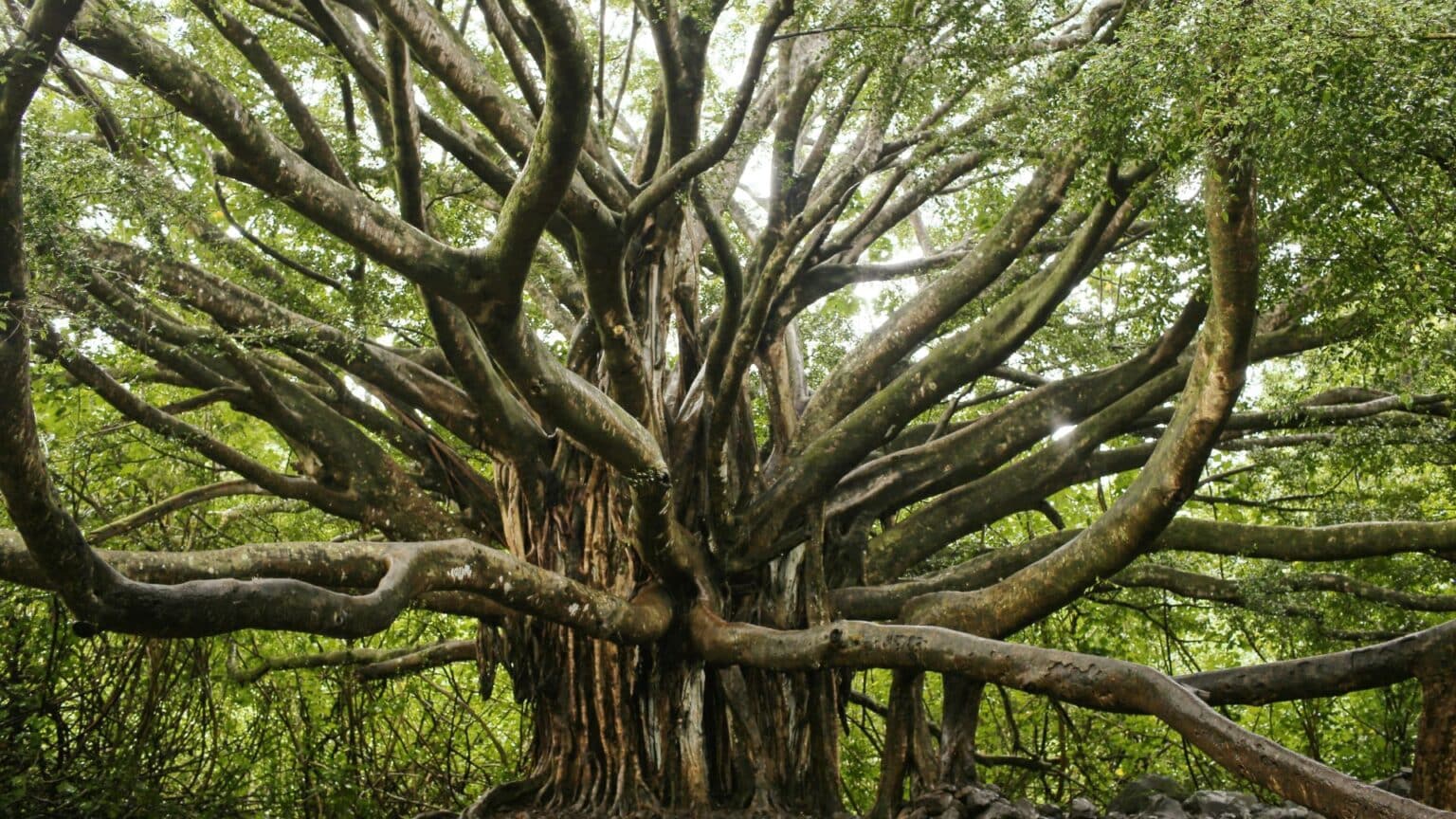 Trees in Mythology and Folklore Around the World | Bios Urn®