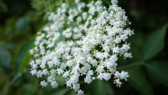 Trees in Mythology and Folklore Around the World | Bios Urn®